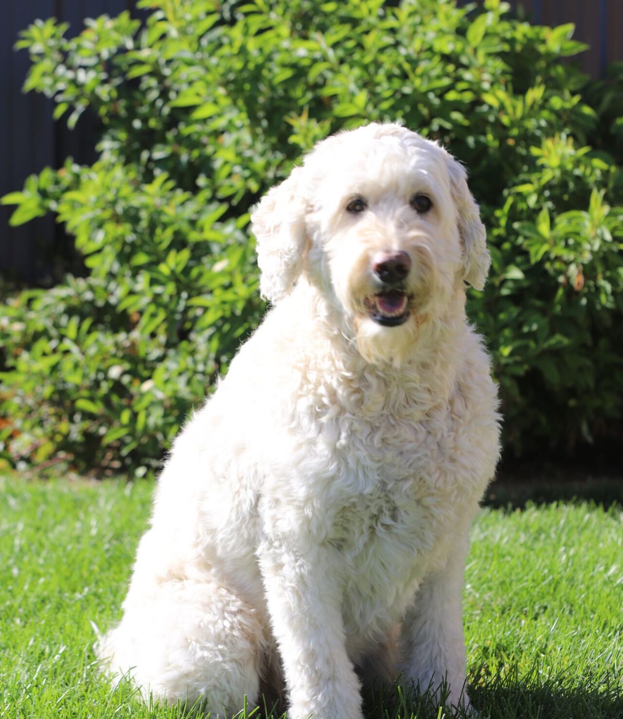 Radiographic Screening For Hip Evaluation In Topeka, KS | Animal Clinic ...